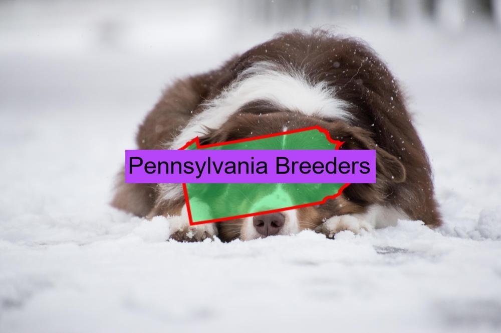 Reputable Australian Shepherd Breeders In Pennsylvania: Prices Of Their ...