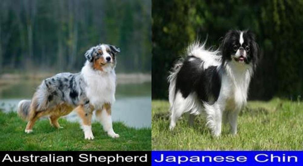Differences And Similarities Between The Australian Shepherd And The ...