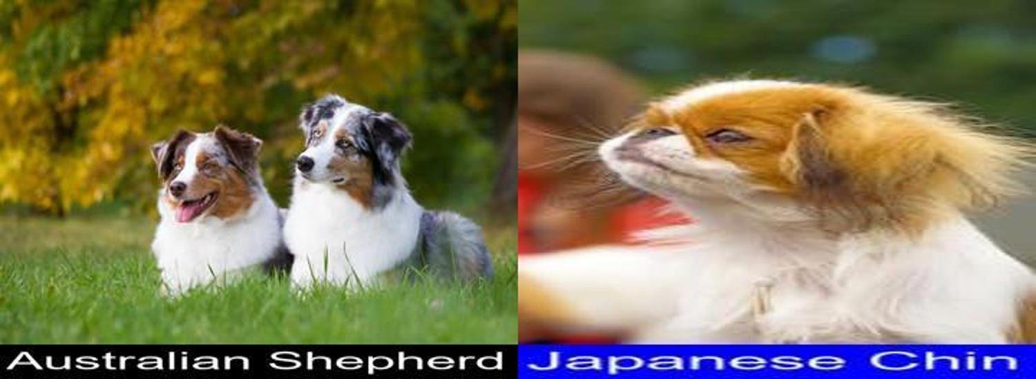 Differences And Similarities Between The Australian Shepherd And The ...