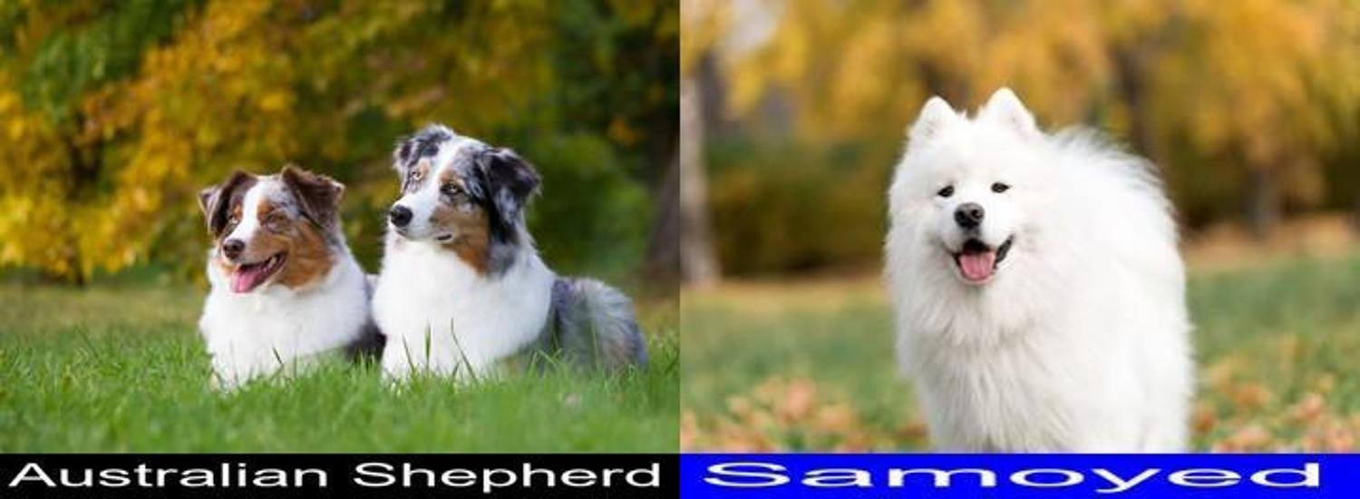 Australian Shepherd Versus Samoyed. Final Verdict On Which One Is A ...