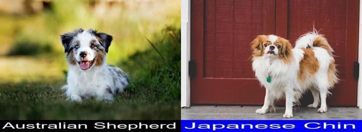Differences And Similarities Between The Australian Shepherd And The ...
