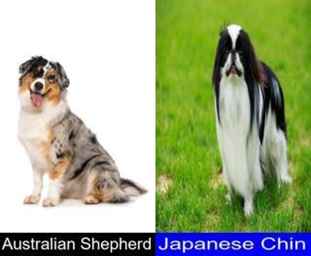 Differences And Similarities Between The Australian Shepherd And The ...